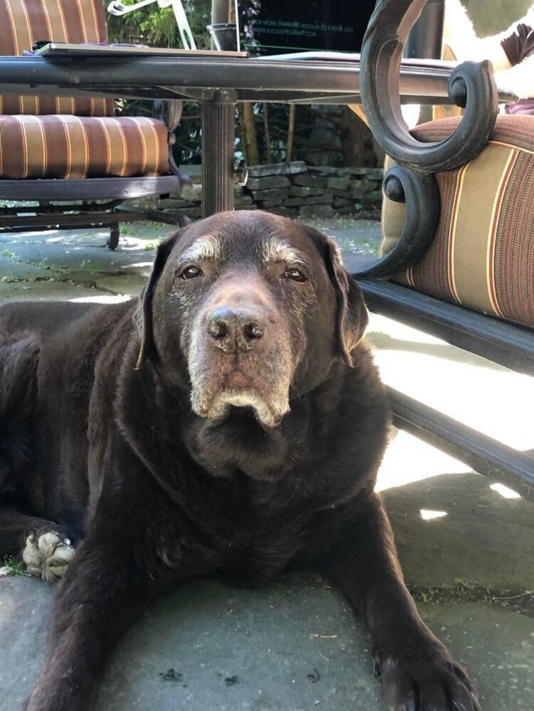 Ces photos sympas de vieux chiens montrent que les toutous âgés sont ...