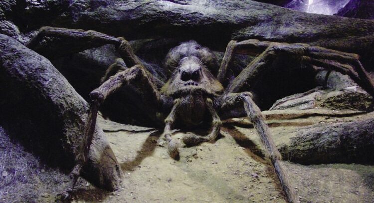Un homme trouve une araignée dans son jardin qui « ressemble à Aragog ...
