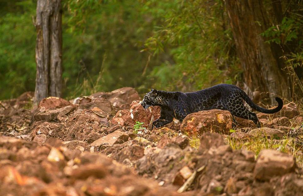 Un rare léopard noir a été photographié alors qu’il traversait la route ...