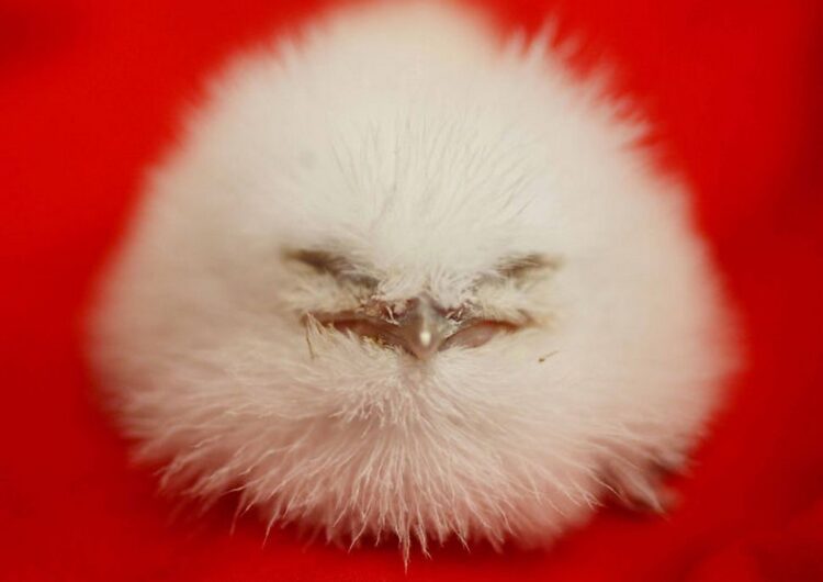 Ces mignons bébés oiseaux podarges ont une allure très expressive - ipnoze