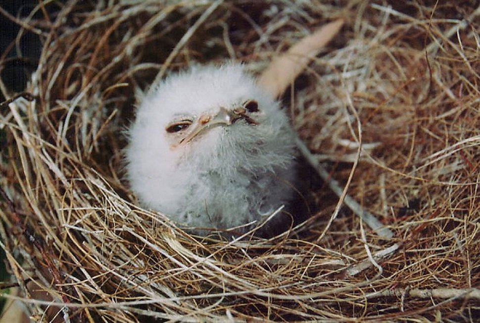 Ces mignons bébés oiseaux podarges ont une allure très expressive - ipnoze