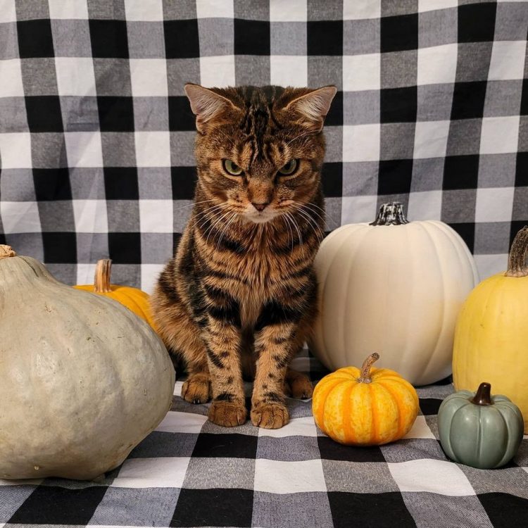 Ce chat secouru qui a l’air fâché en permanence est en fait un vrai ...
