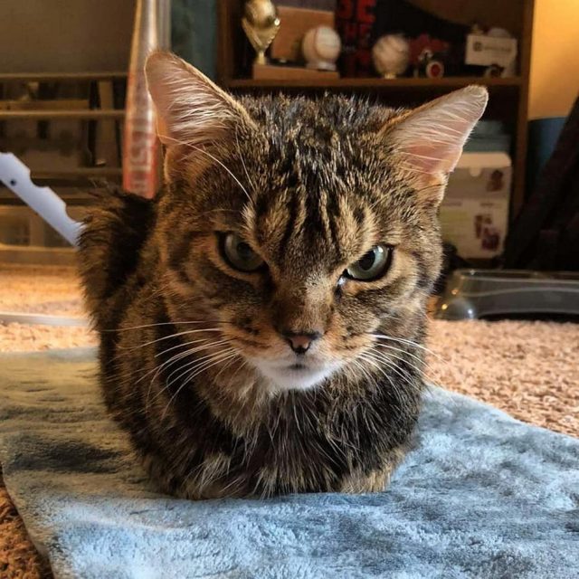 Ce chat secouru qui a l’air fâché en permanence est en fait un vrai ...