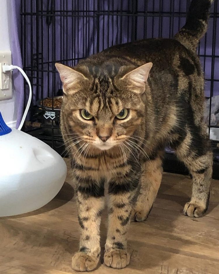 Ce chat secouru qui a l’air fâché en permanence est en fait un vrai ...