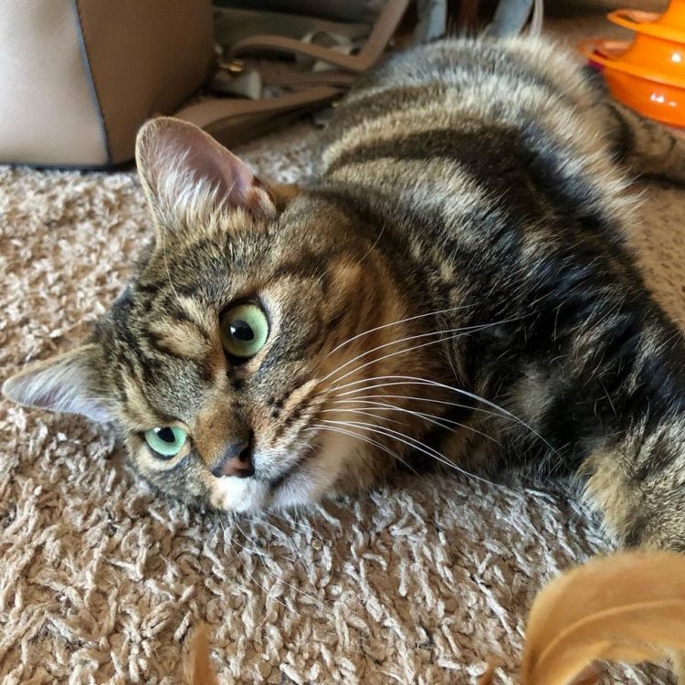Ce chat secouru qui a l’air fâché en permanence est en fait un vrai ...