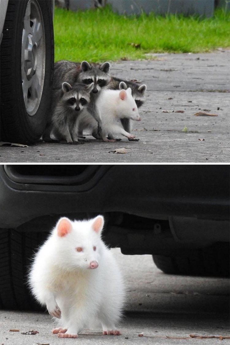 22 fois où des ratons laveurs ont fait les choses les plus drôles et ...