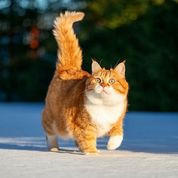 Ce joyeux chat roux adore la neige et ses photos sont adorables - ipnoze