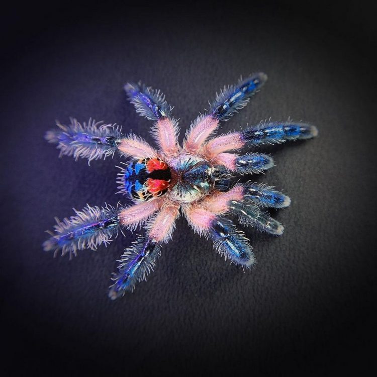 Ces mygales femelles vivent trois fois plus longtemps que les mâles de ...