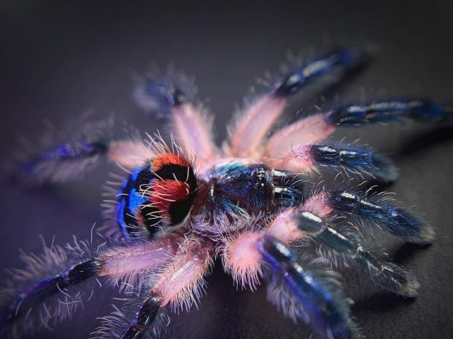 Ces mygales femelles vivent trois fois plus longtemps que les mâles de ...