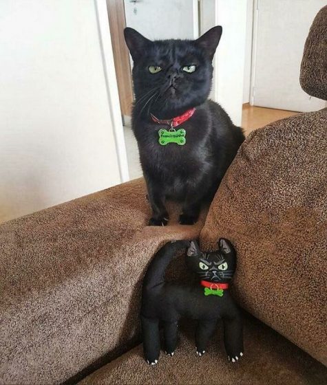 Voici les photos de chats les plus drôles du Web - ipnoze