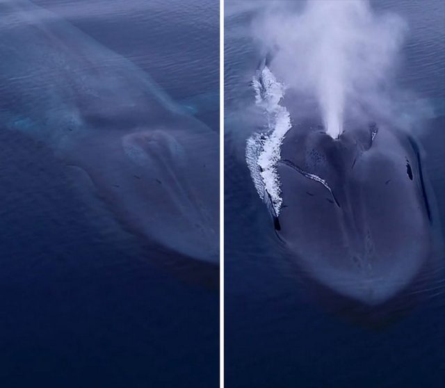 Des gens partagent des clichés qui provoquent la mégalophobie et voici ...