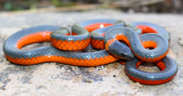 Des scientifiques découvrent un clitoris chez les serpents - ipnoze