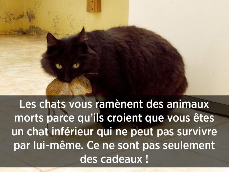 17 faits sympas qui vont vous faire sourire - ipnoze