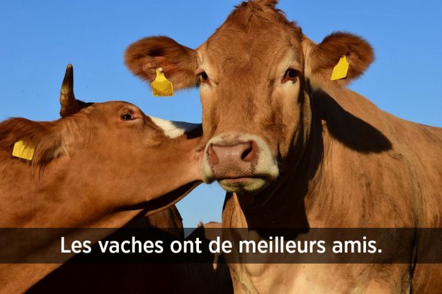 17 faits sympas qui vont vous faire sourire - ipnoze