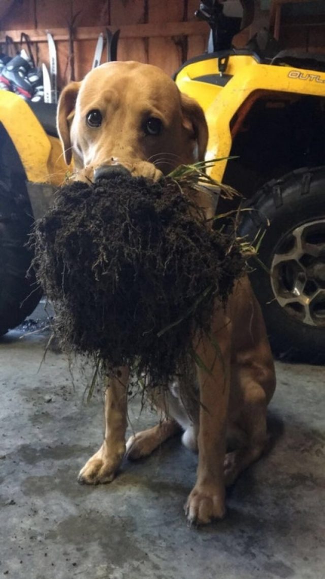 29 fois où des chiens ont tout fait pour obtenir le titre de « bon ...