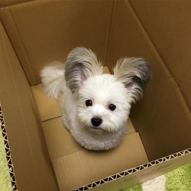 Les internautes sont obsédés par ce chien avec des oreilles de Mickey ...