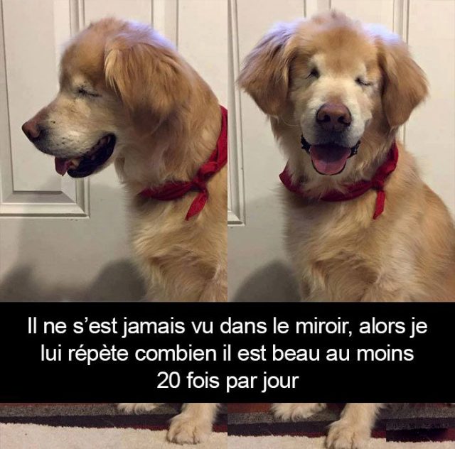 22 photos de chiens avec des légendes hilarantes qui vont vous faire ...