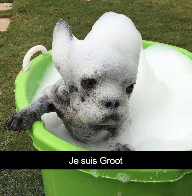 22 photos de chiens avec des légendes hilarantes qui vont vous faire ...