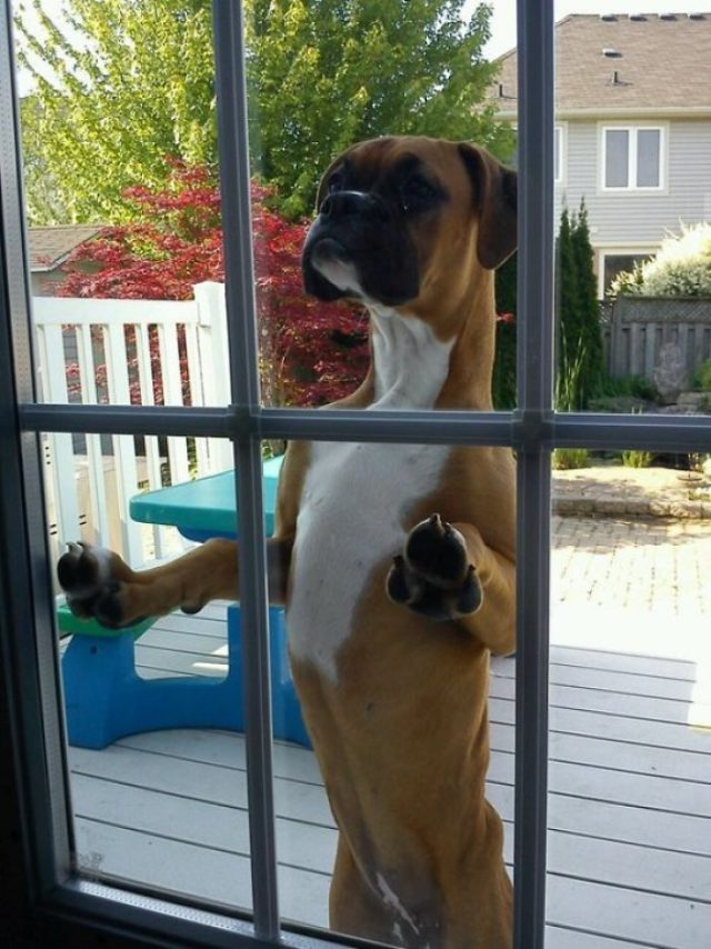 23 photos hilarantes qui prouvent que les boxers sont les chiens les ...