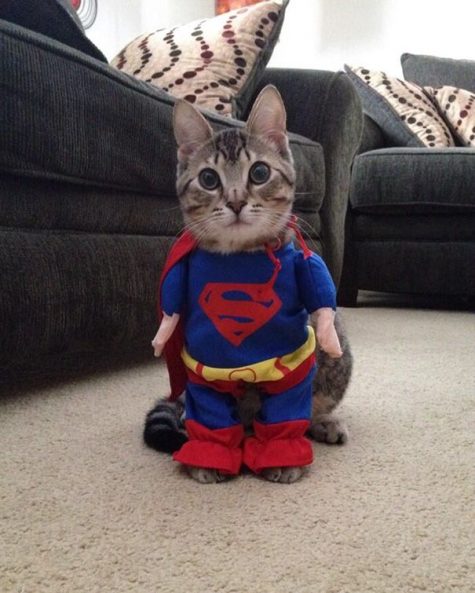 22 costumes d’Halloween pour chats terriblement cool - ipnoze