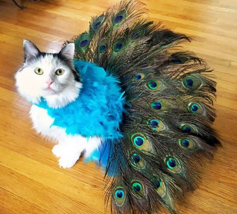 22 costumes d’Halloween pour chats terriblement cool - ipnoze