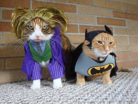 22 costumes d’Halloween pour chats terriblement cool - ipnoze