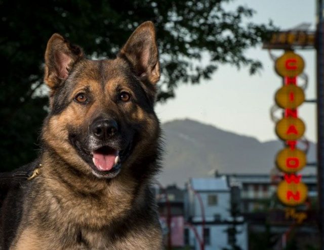 L’unité canine de la police de Vancouver vient de publier son ...