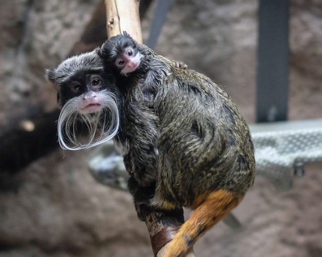 23 bébés animaux sauvages qui vont mettre un peu de soleil dans ta ...