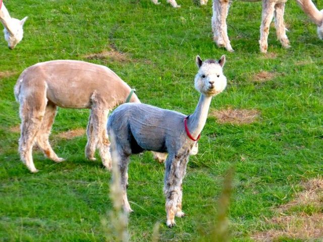 23 bébés animaux sauvages qui vont mettre un peu de soleil dans ta ...