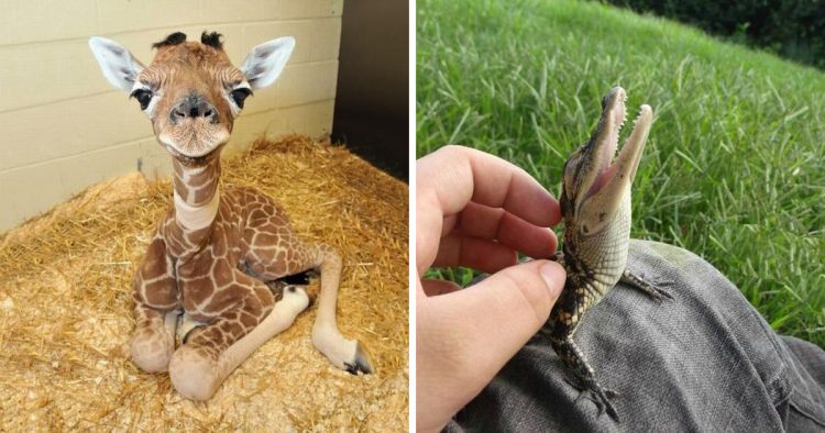 23 bébés animaux sauvages qui vont mettre un peu de soleil dans ta ...