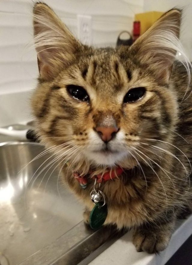 20 chats qui sont bien trop cool pour ce monde ordinaire - ipnoze