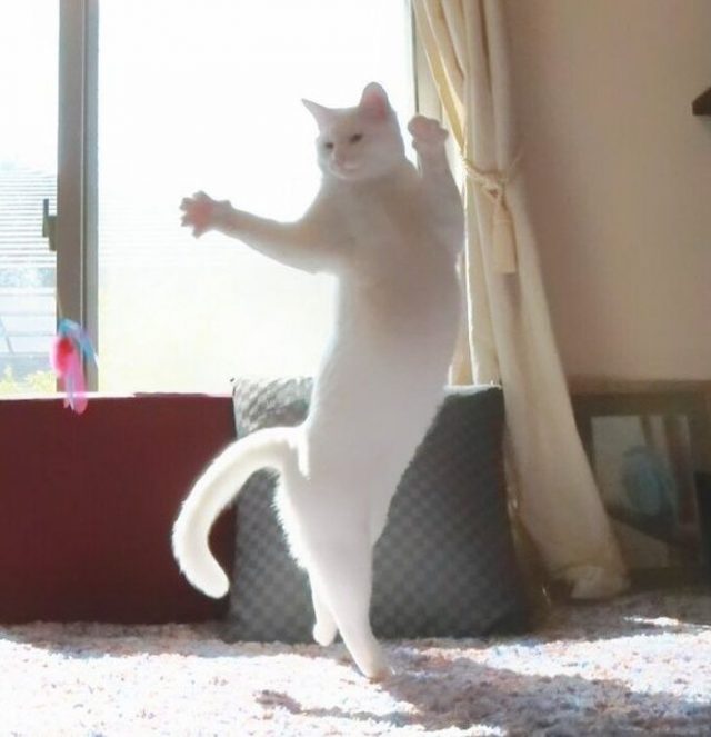 20 chats qui sont bien trop cool pour ce monde ordinaire - ipnoze