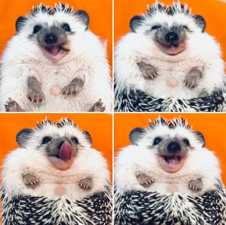 Quand on a adopté ce hérisson, on pensait qu’il nous détestait, mais ...