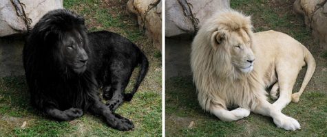 20 fausses photos virales que les gens croyaient vraies - ipnoze