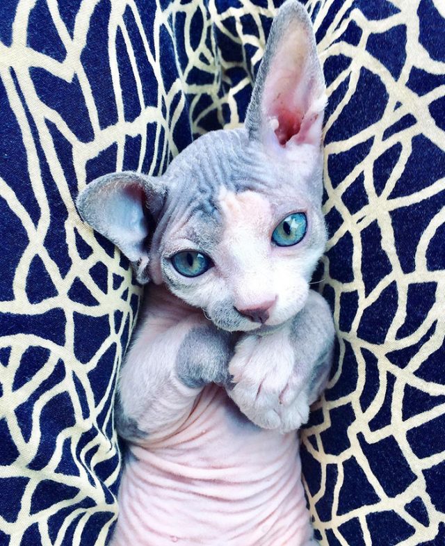 22 photos de chatons sphynx adorables pour faire changer d’avis tous ...