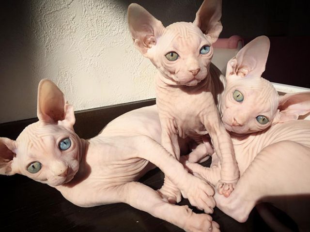 22 photos de chatons sphynx adorables pour faire changer d’avis tous ...