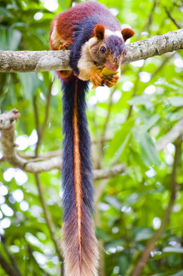 Ces écureuils géants multicolores vivent en Inde et les gens viennent ...