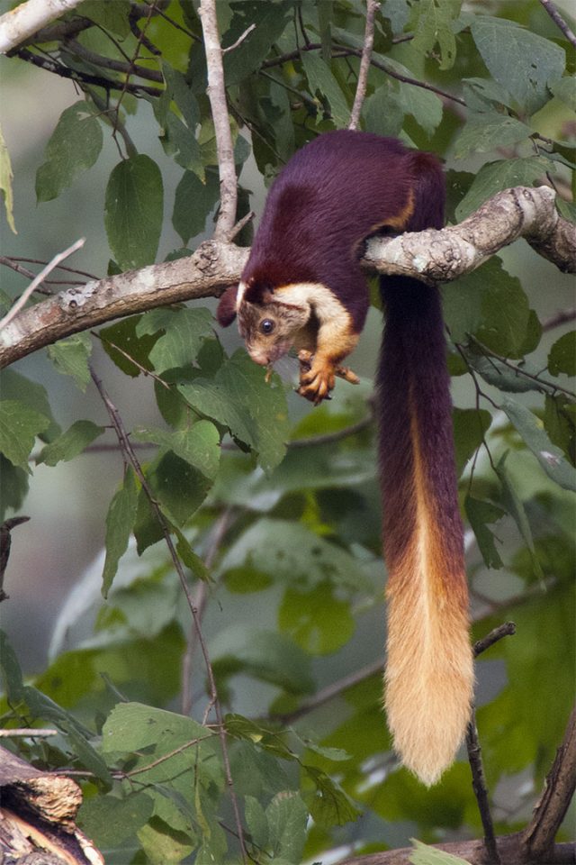 Ces écureuils géants multicolores vivent en Inde et les gens viennent ...