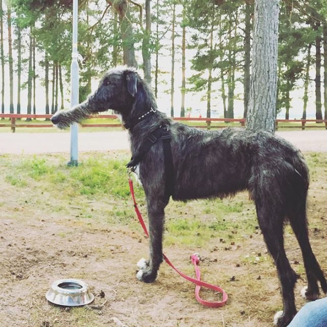 25 panoramas d’animaux qui sont si pourris qu’ils vont te faire rigoler ...