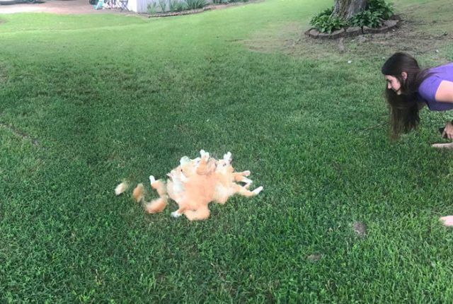25 panoramas d’animaux qui sont si pourris qu’ils vont te faire rigoler ...