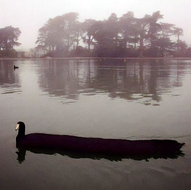25 panoramas d’animaux qui sont si pourris qu’ils vont te faire rigoler ...