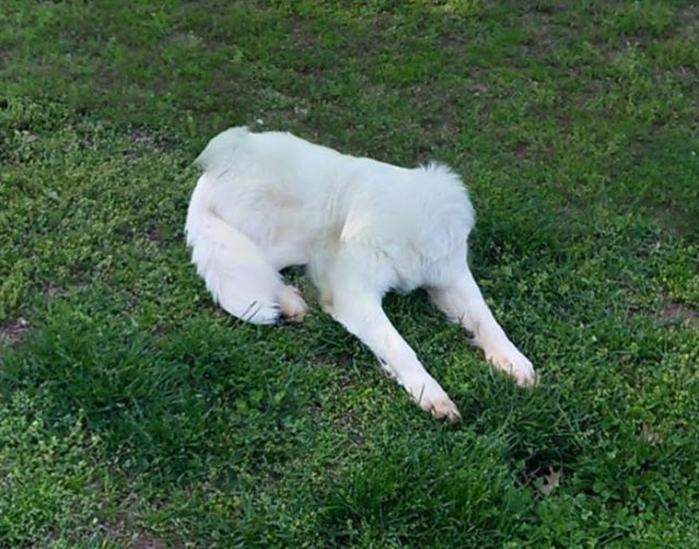 25 panoramas d’animaux qui sont si pourris qu’ils vont te faire rigoler ...