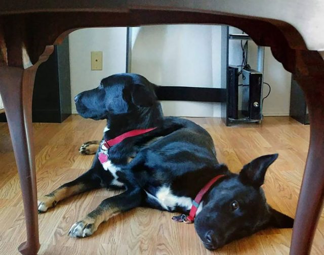 25 panoramas d’animaux qui sont si pourris qu’ils vont te faire rigoler ...