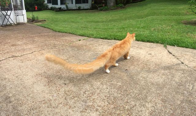 25 panoramas d’animaux qui sont si pourris qu’ils vont te faire rigoler ...