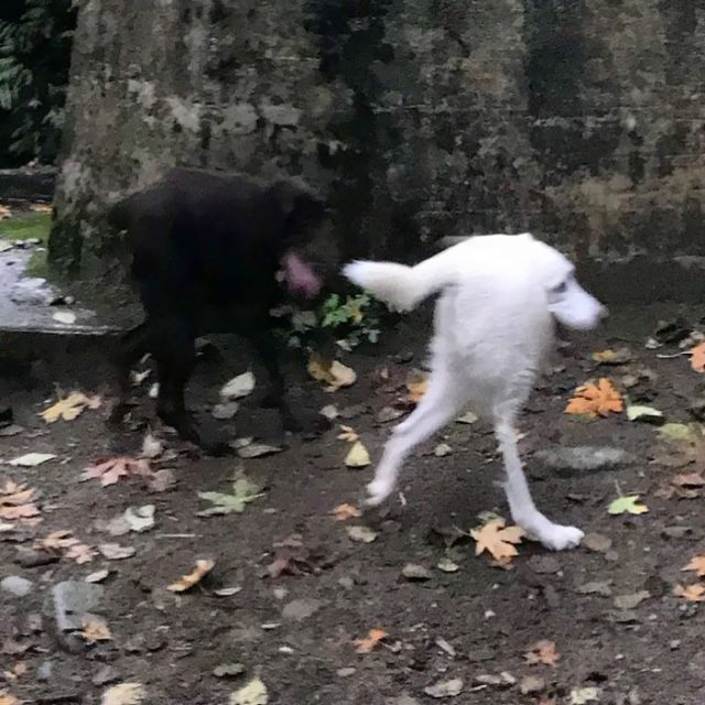 25 panoramas d’animaux qui sont si pourris qu’ils vont te faire rigoler ...