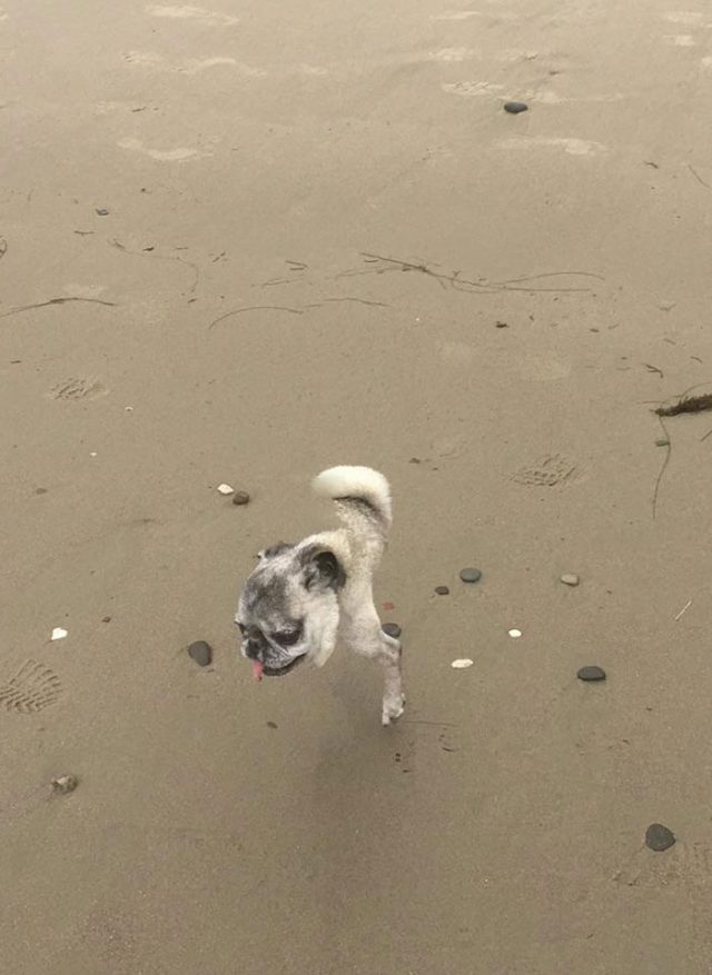 25 panoramas d’animaux qui sont si pourris qu’ils vont te faire rigoler ...