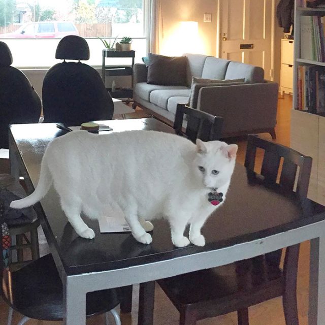 25 panoramas d’animaux qui sont si pourris qu’ils vont te faire rigoler ...