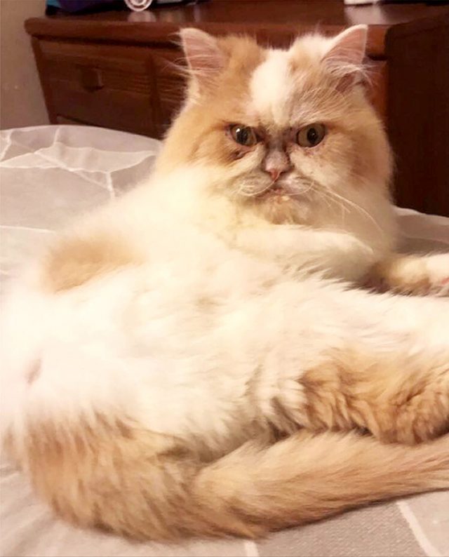 Internet a trouvé un nouveau Grumpy Cat - ipnoze