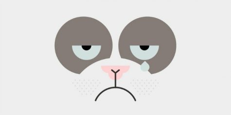 Grumpy Cat est morte à 7 ans - ipnoze