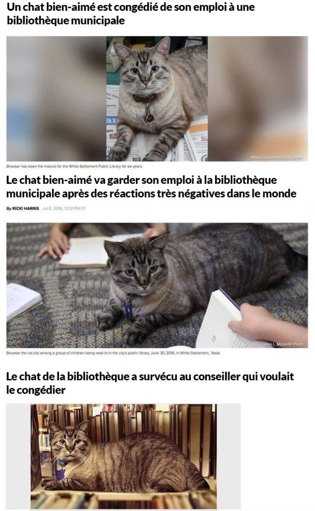 Des gens publient des photos de chats qui travaillent (25 images) - ipnoze